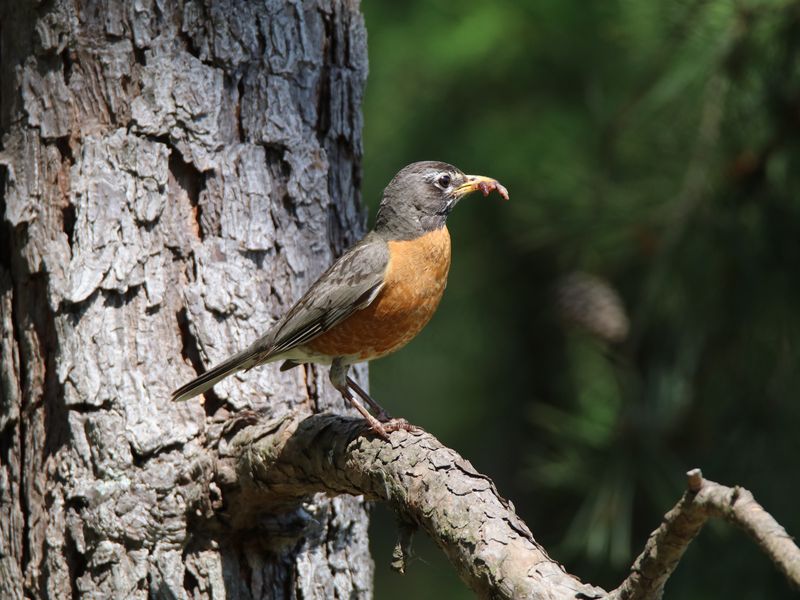 Robin Redbreast | Smithsonian Photo Contest | Smithsonian Magazine