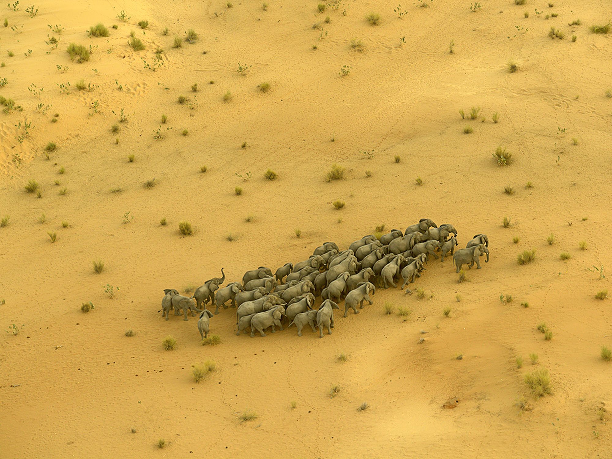 The Race to Stop Africa’s Elephant Poachers