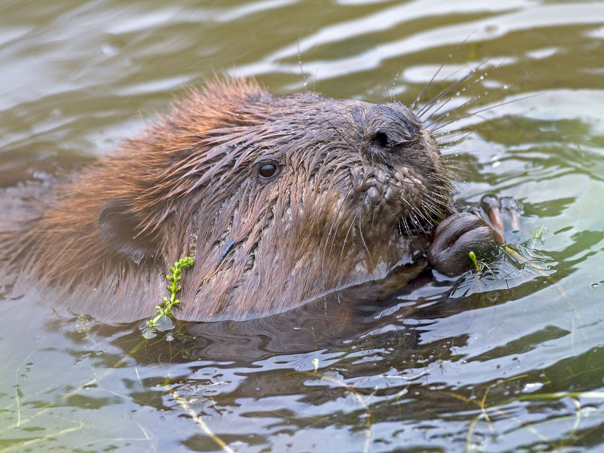 As the Arctic Warms, Beavers Move In