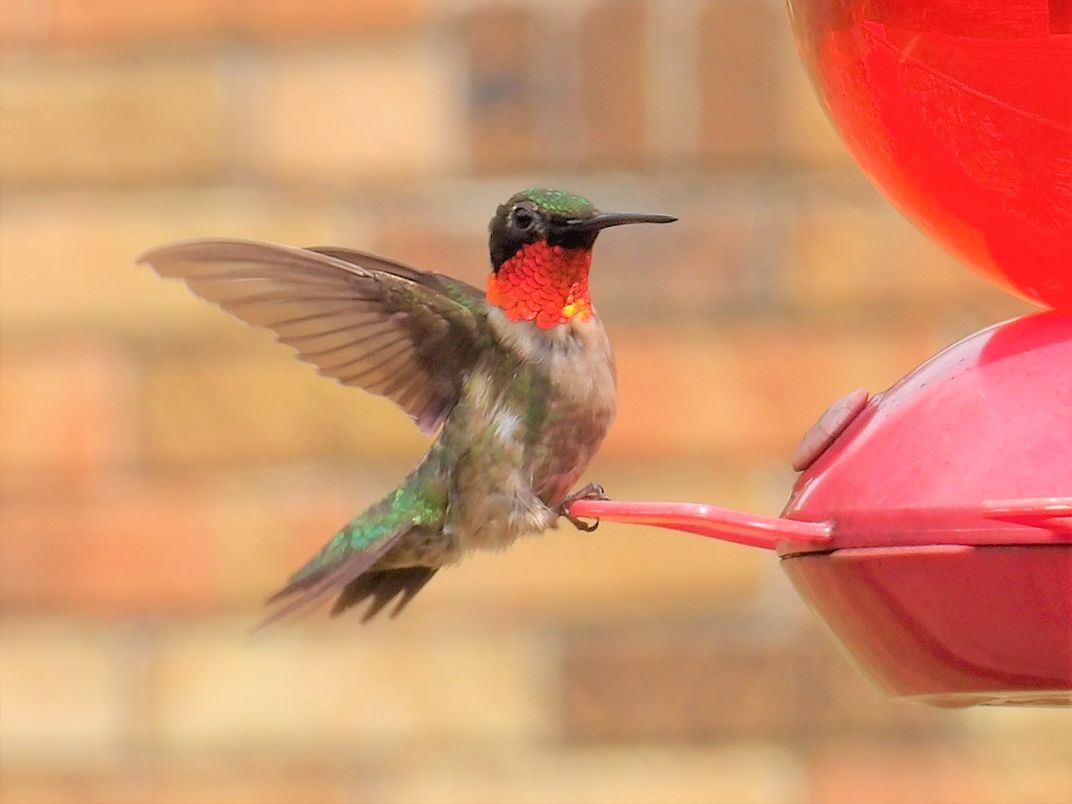 WATCHING THE HUMMERS ON THE FEEDERS | Smithsonian Photo Contest ...
