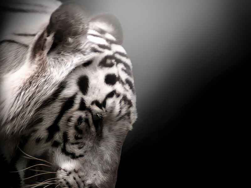 Majestic white tiger! | Smithsonian Photo Contest | Smithsonian Magazine