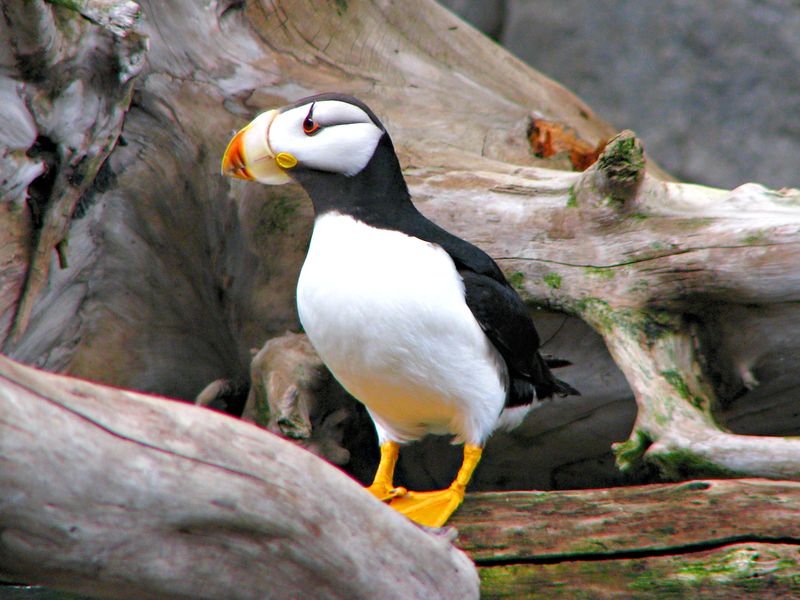 Resting Horned Puffin, Seward, Alaska | Smithsonian Photo Contest ...