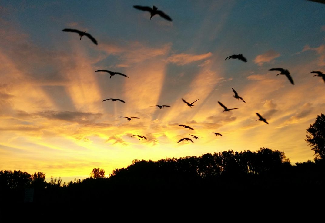 A skein of geese flying west into the sunrise outside my home in ...