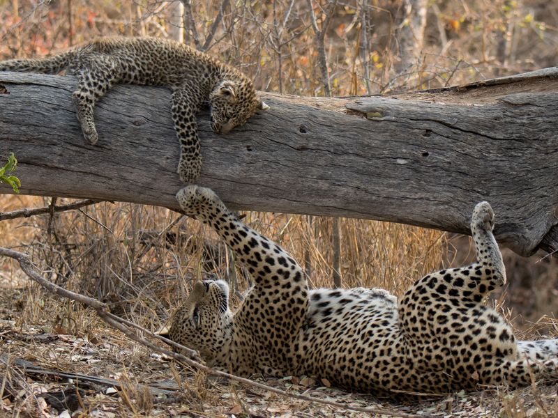 Leopard Mother and Cub Touch | Smithsonian Photo Contest | Smithsonian ...
