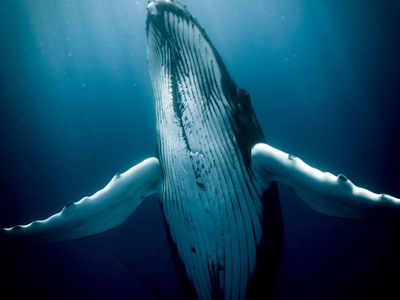 Maururu | Smithsonian Photo Contest | Smithsonian Magazine