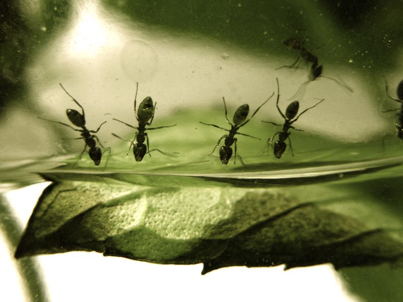 Ants drinking water in a vase of mint on my windowsill. | Smithsonian ...