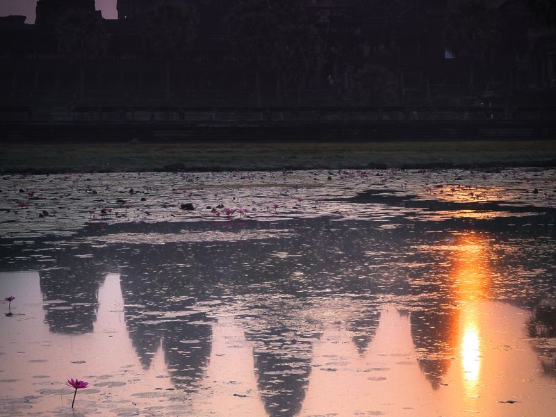 Lotus Sunrise | Smithsonian Photo Contest | Smithsonian Magazine