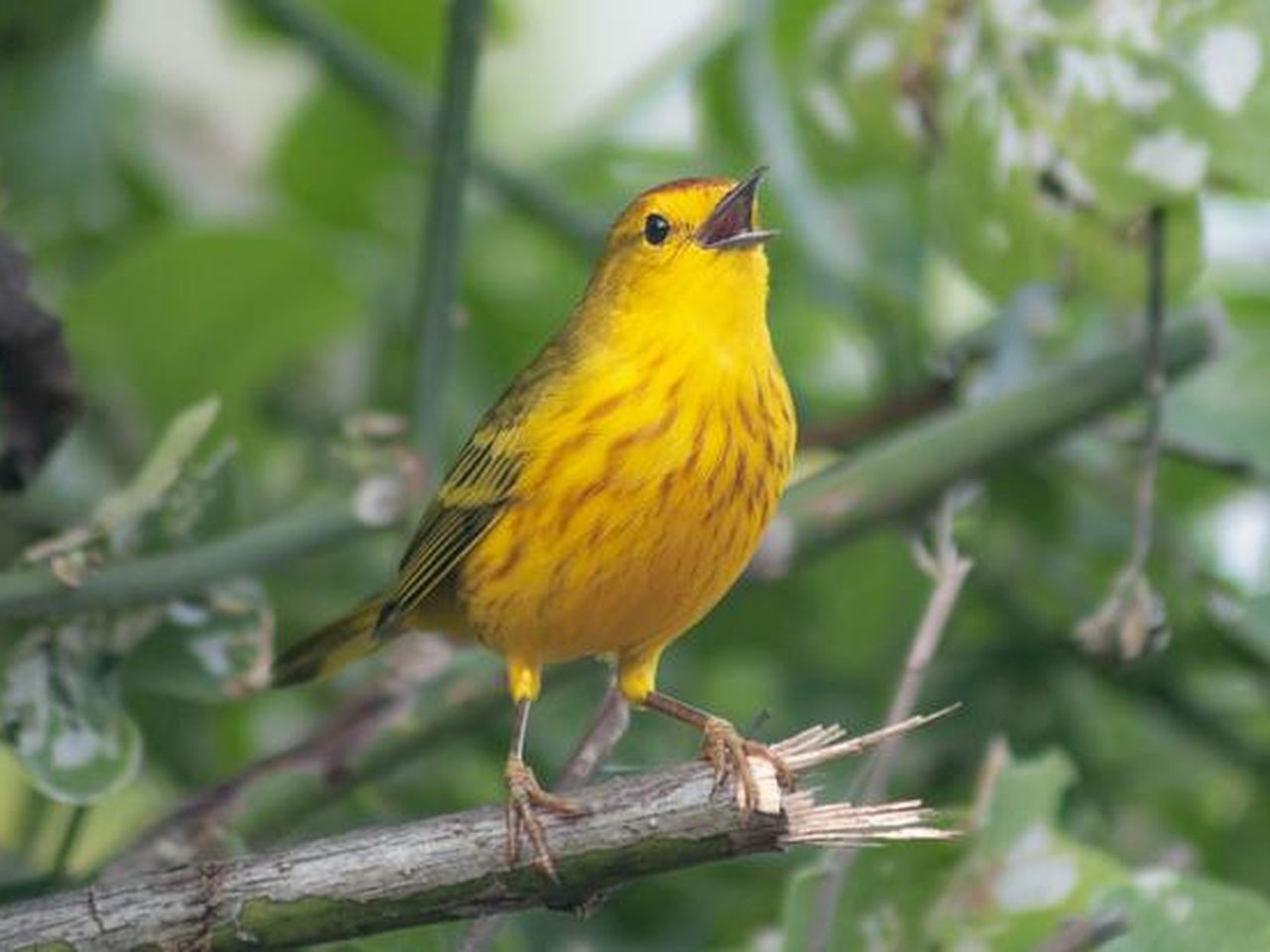 yellow warbler