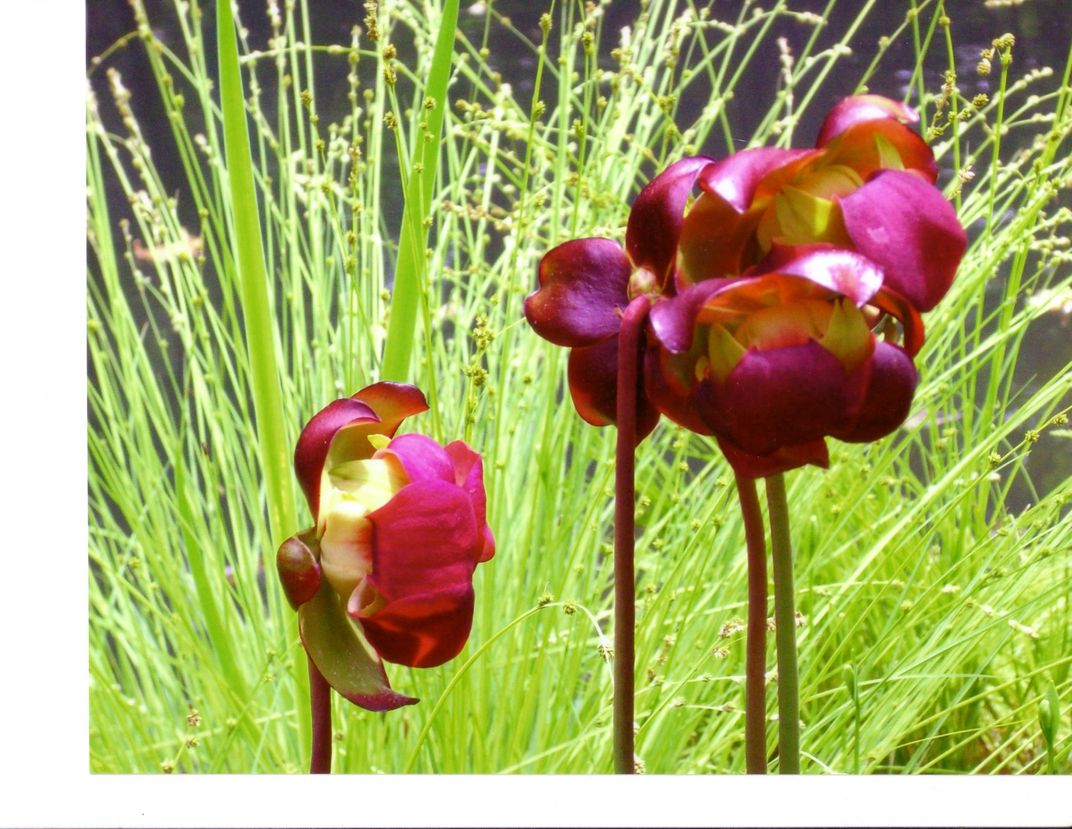 Scarlet Wildflower in the Grasses by the Pond | Smithsonian Photo ...