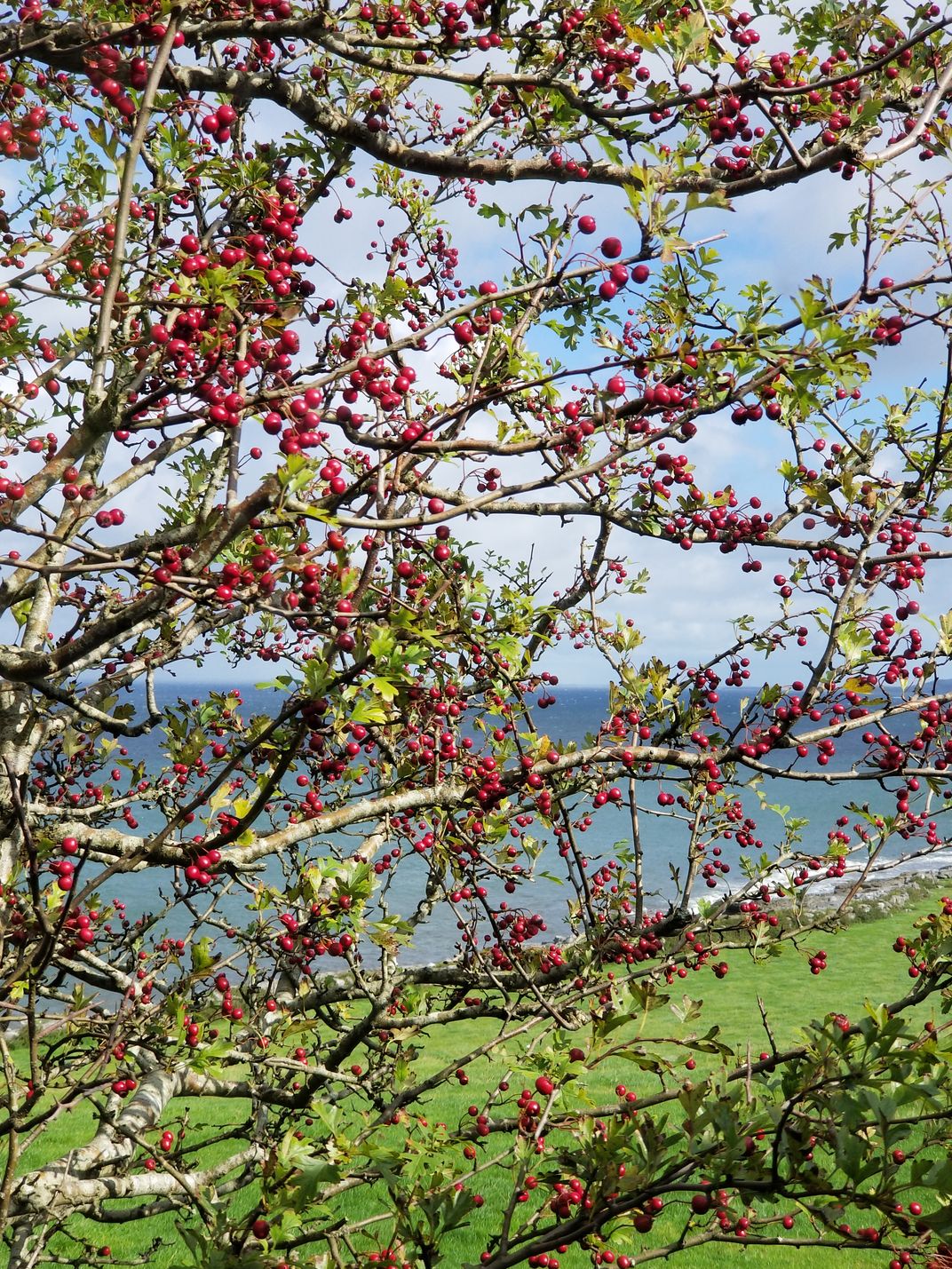 Berry tree with the coast line of Ireland in the background ...