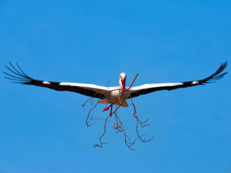 Stork in Flight | Smithsonian Photo Contest | Smithsonian Magazine