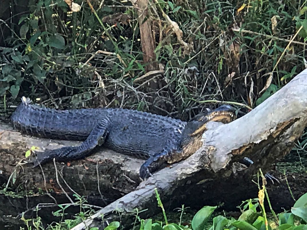 Gator Grin | Smithsonian Photo Contest | Smithsonian Magazine