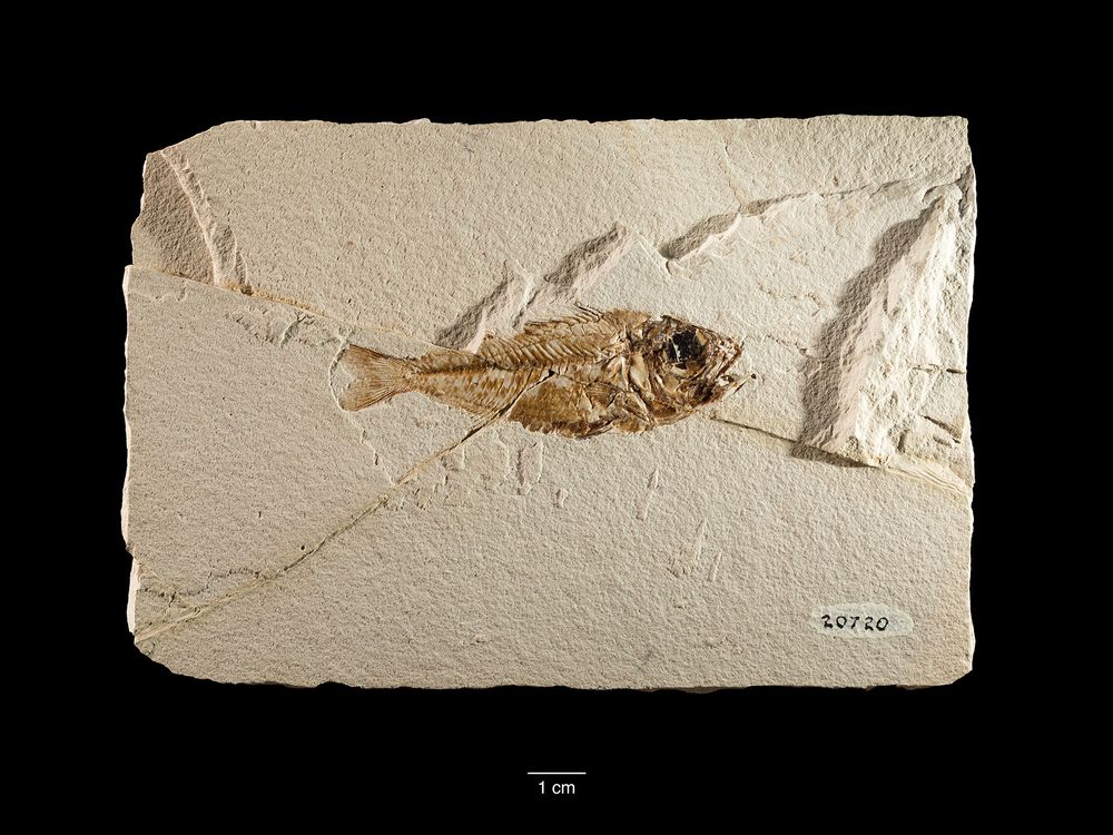 unaltered fossils examples