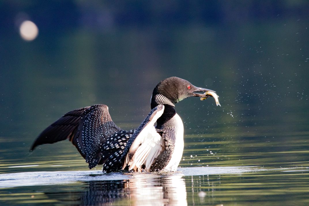 Loon flapping it's wings after catching a fish | Smithsonian Photo ...