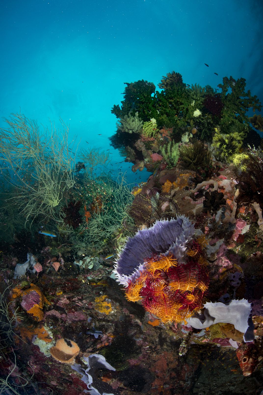 Reef Beauty | Smithsonian Photo Contest | Smithsonian Magazine