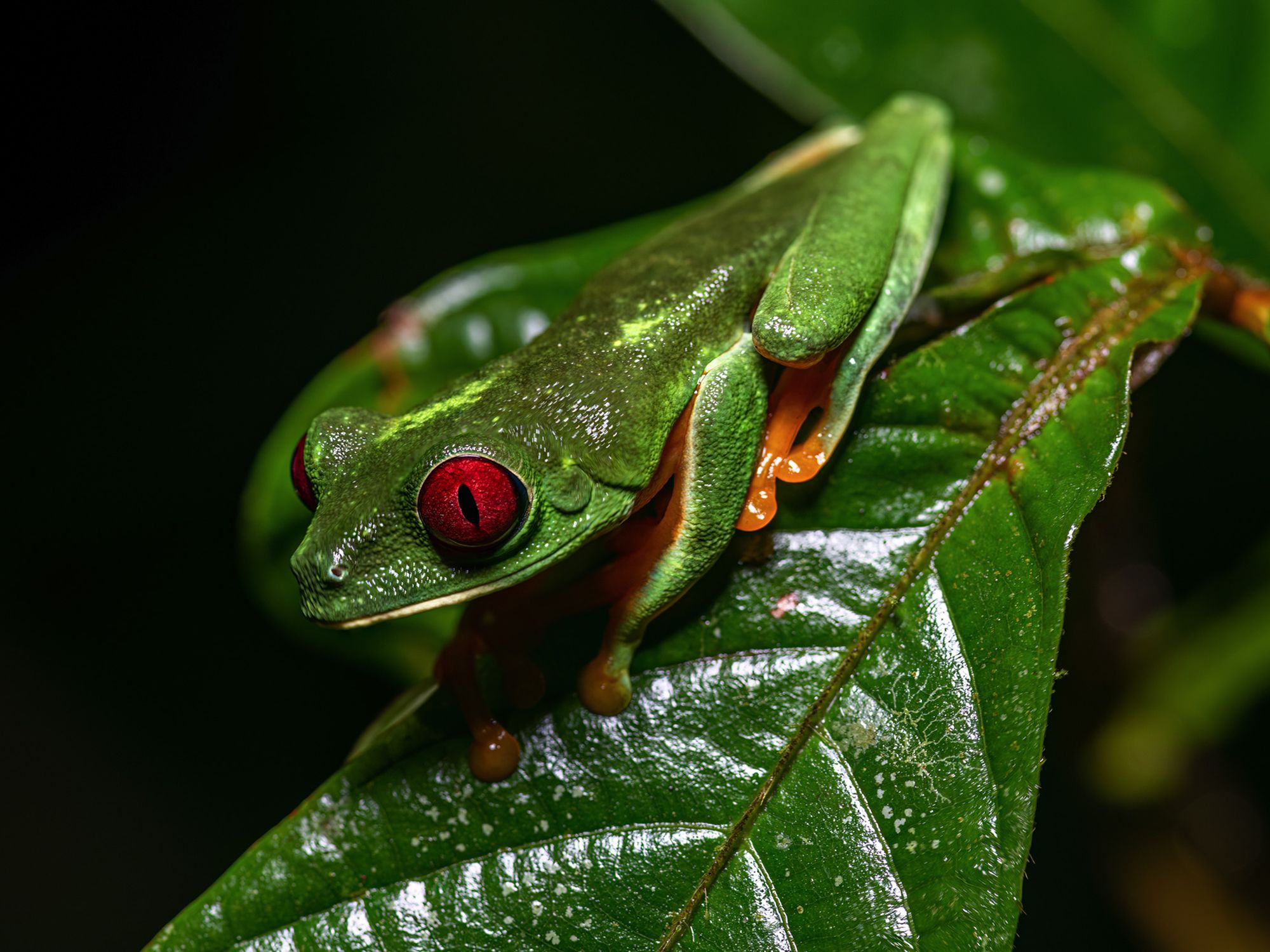Barro Colorado Island, One Hundred Years of Science and Discoveries ...