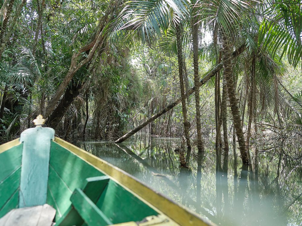 Enchanted Forest - Brazilian Amazon. nº6 | Smithsonian Photo Contest ...