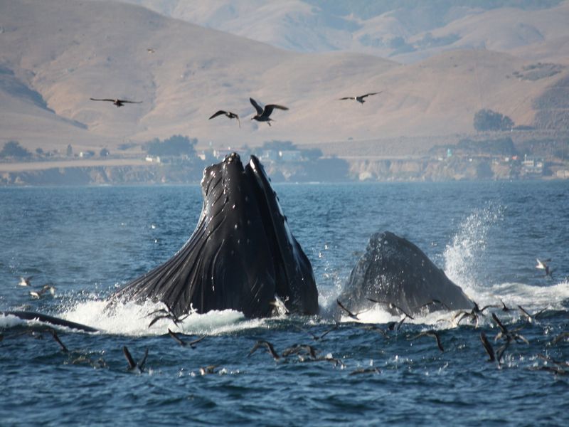 Whales in Morro Bay | Smithsonian Photo Contest | Smithsonian Magazine