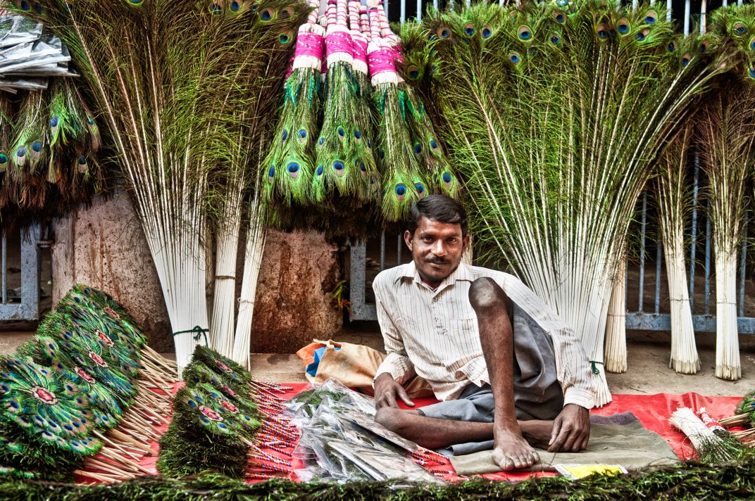 Man among peacock feathers | Smithsonian Photo Contest | Smithsonian ...