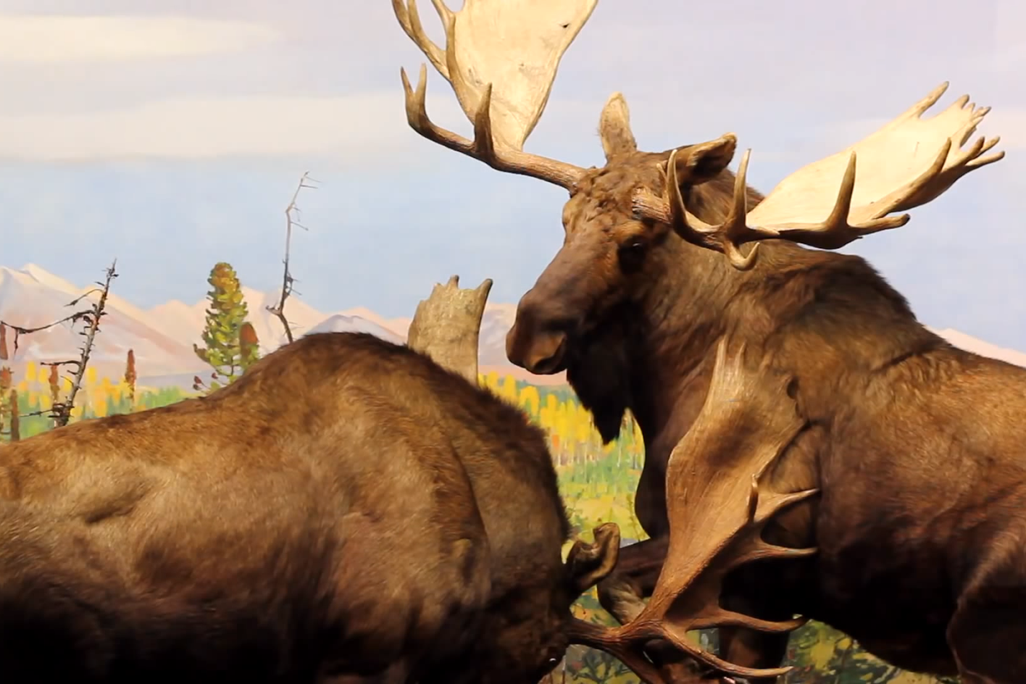 elk fighting moose