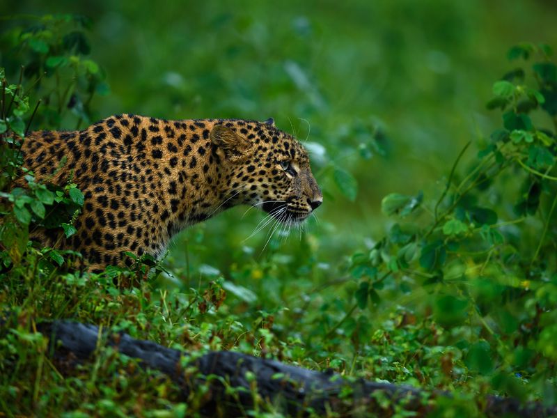 Indian Leopard | Smithsonian Photo Contest | Smithsonian Magazine