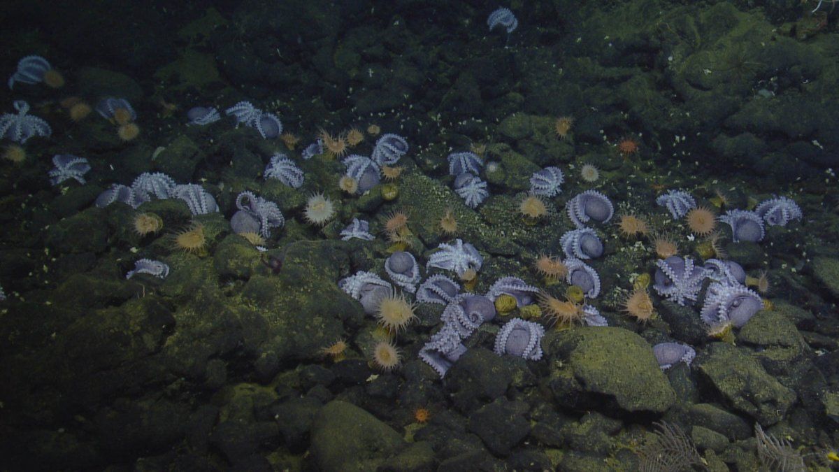 Never-Before-Seen Colony of 1,000 Brooding Octopuses Found Off ...