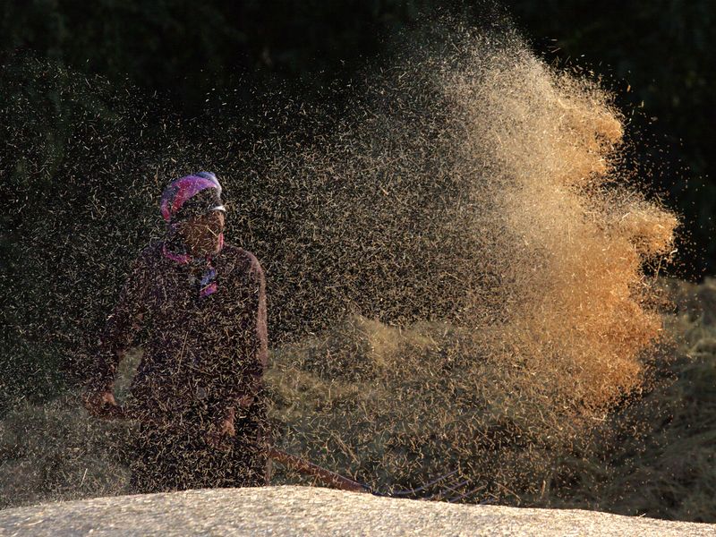 Man to help wind, separates the chaff from the wheat, without the use ...