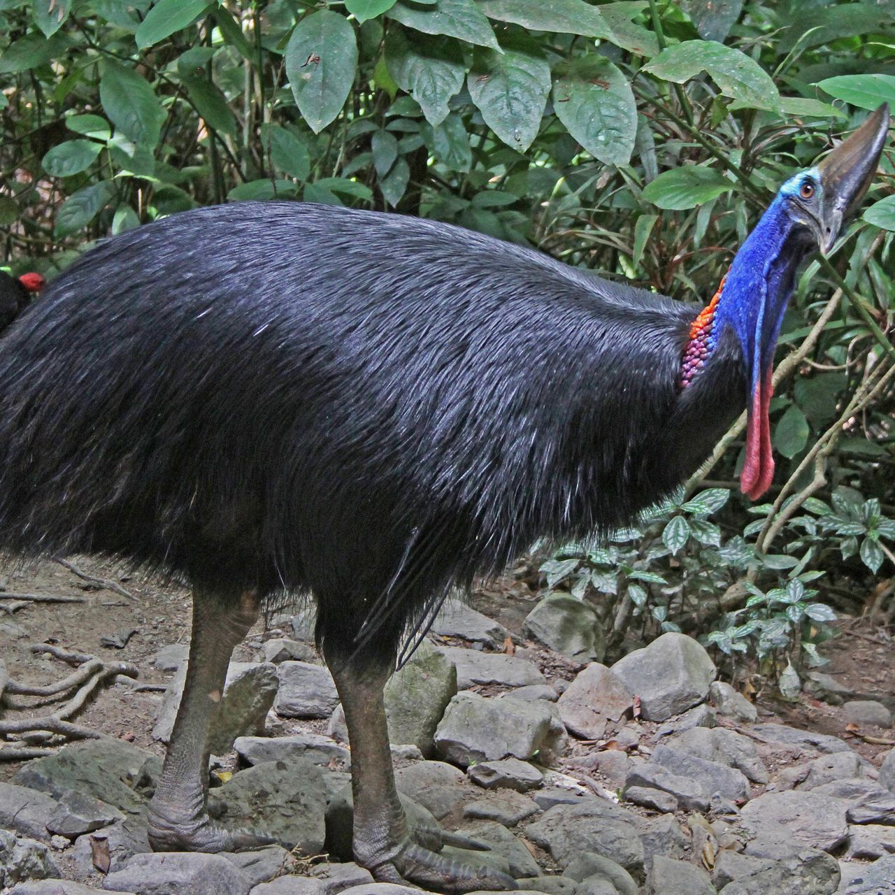 Cassowary Attack A Florida Man Has Been Killed By His Pet Cassowary
