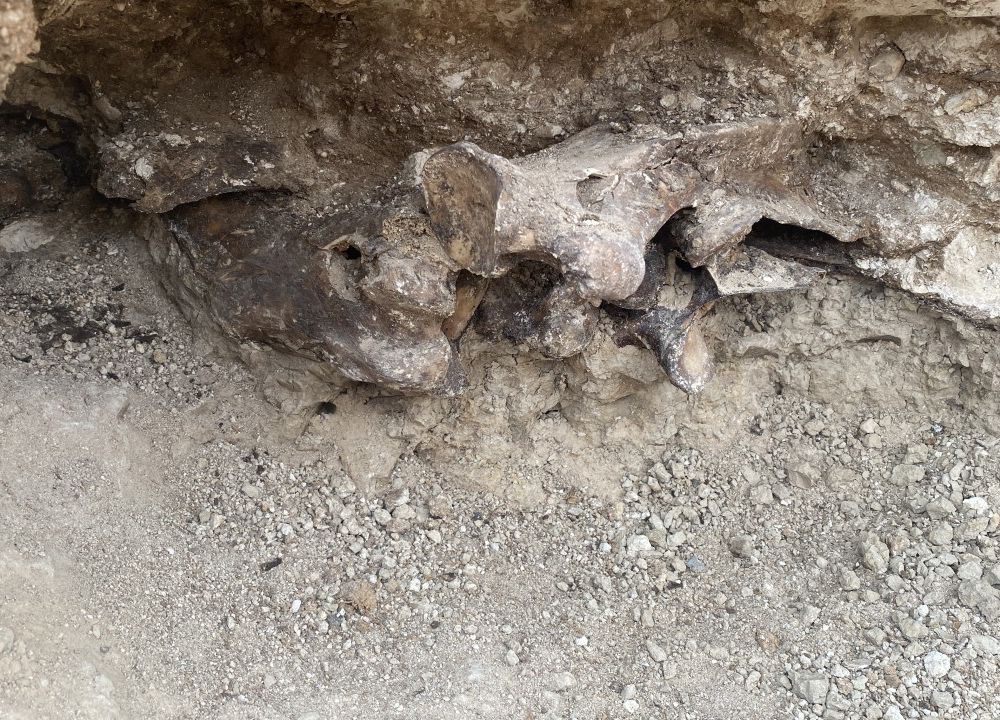 Las Vegas Residents Discover Ice Age Animal Bones While Building a ...