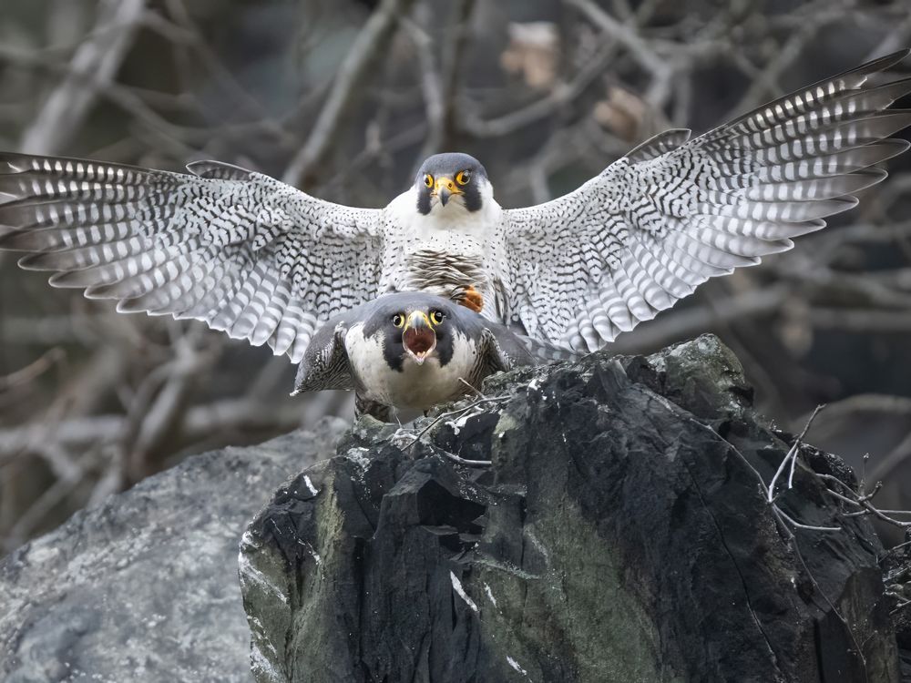 Peregrine Falcons in Cliff Hanger Mating Moment | Smithsonian Photo ...