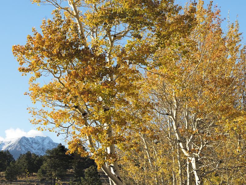 Aspen Gold | Smithsonian Photo Contest | Smithsonian Magazine