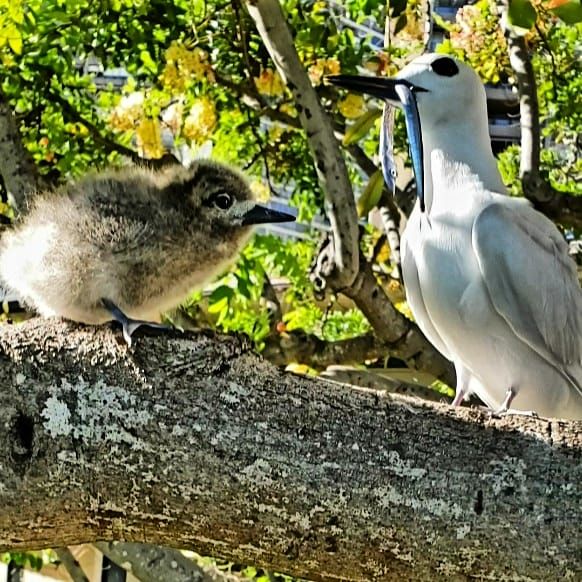 Manu o Ku, White Tern with fledgling and lunch! | Smithsonian Photo ...