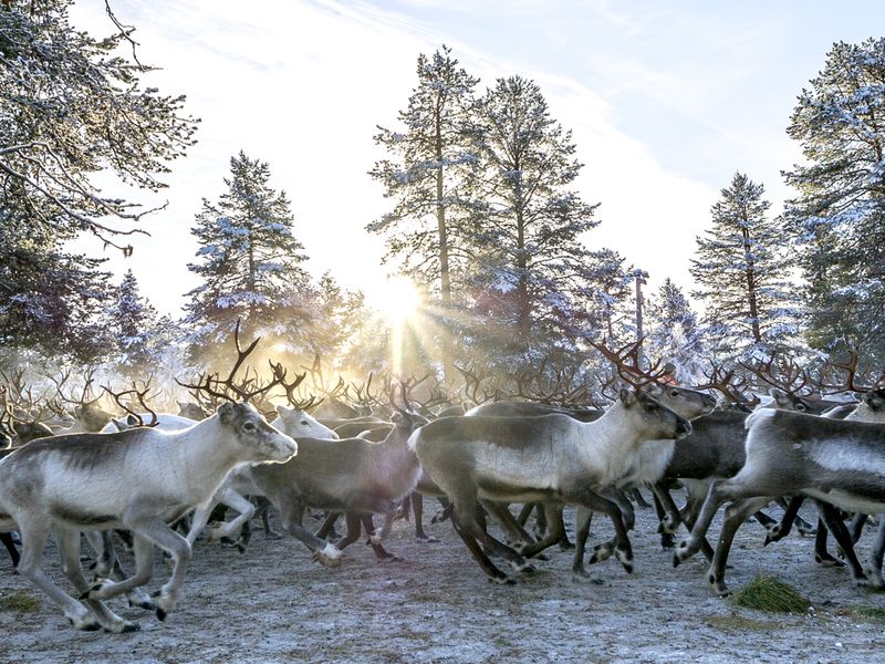 Reindeer running | Smithsonian Photo Contest | Smithsonian Magazine