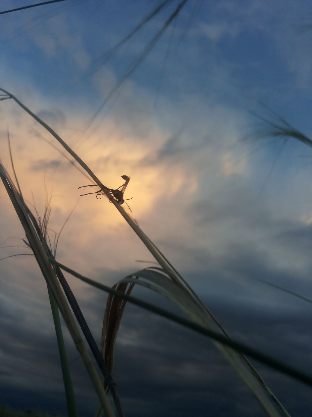 The insect that grabbed the stem during the wind | Smithsonian Photo ...
