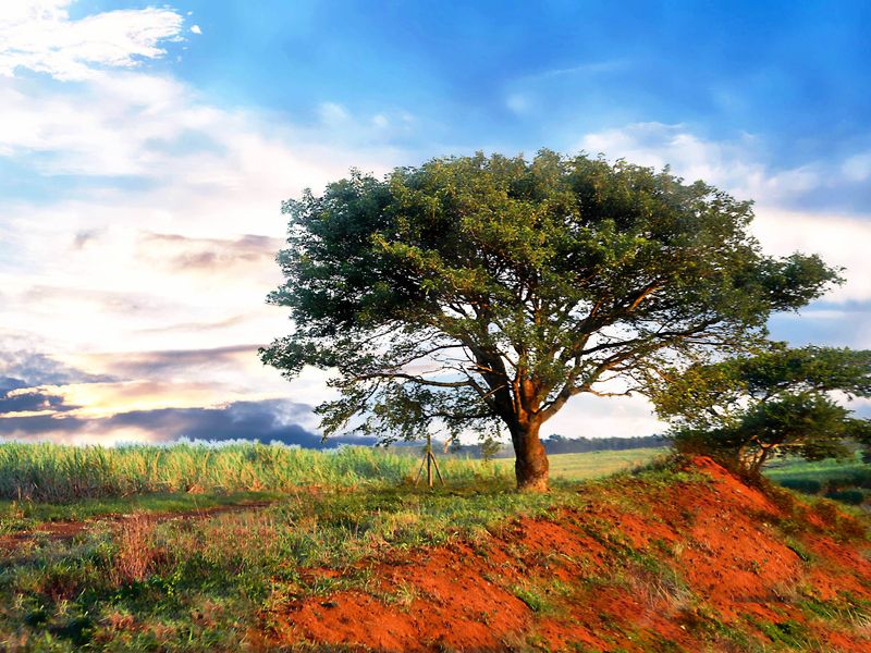 Tree On Red Ground | Smithsonian Photo Contest | Smithsonian Magazine