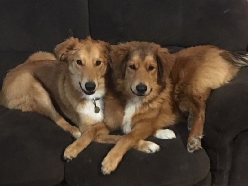 Brothers (Casper and Oliver) | Smithsonian Photo Contest | Smithsonian ...