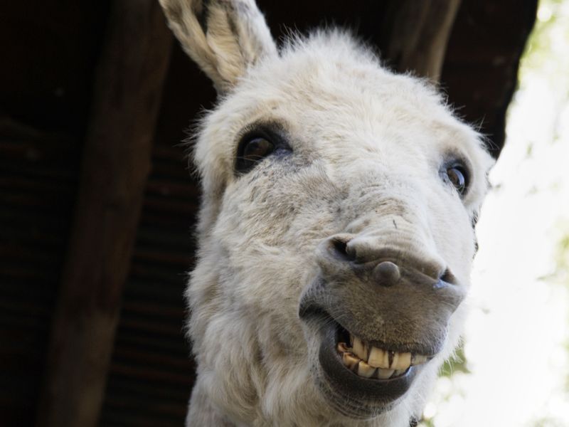 Laughing Donkey | Smithsonian Photo Contest | Smithsonian Magazine
