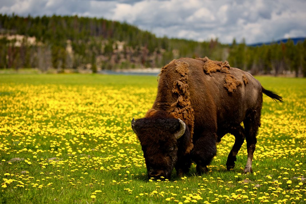 American Bison in a field of wildflowers - Pure Yellowstone ...
