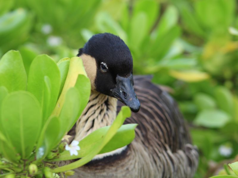 Nene Bird | Smithsonian Photo Contest | Smithsonian Magazine