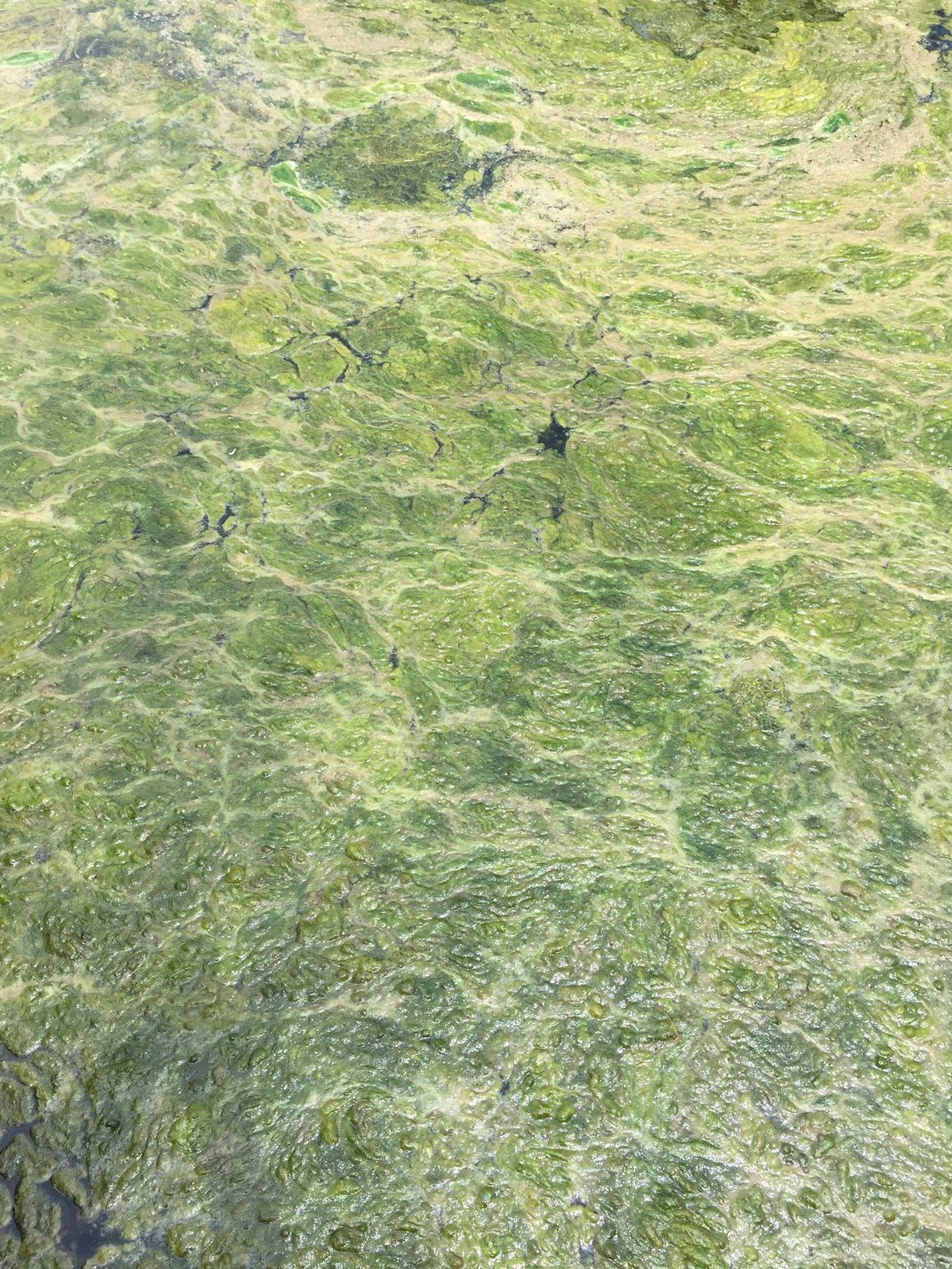 Pond Scum at Lake Summerset, IL | Smithsonian Photo Contest ...
