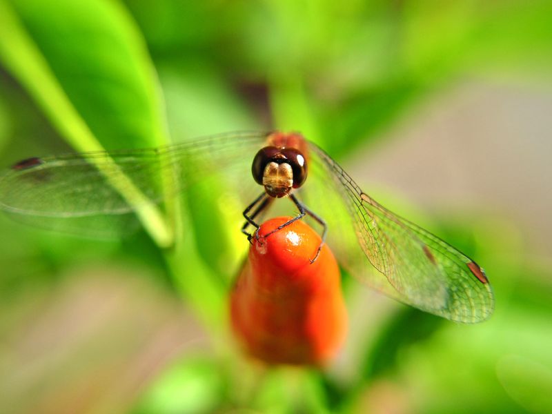 A dragonfly landed on one of my Thai pepper plants, so I had to catch ...
