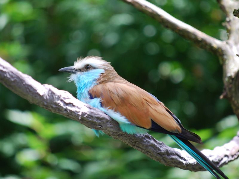 Racket-tailed roller | Smithsonian Photo Contest | Smithsonian Magazine