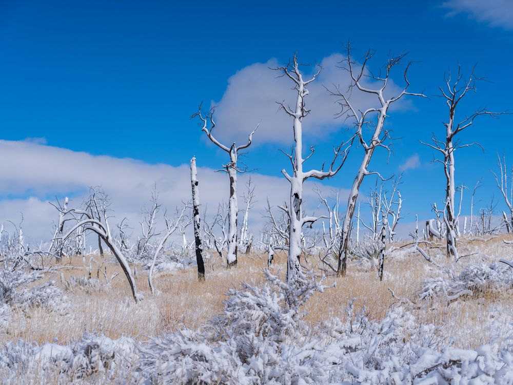 Snow turns burned trees into beautiful arts. | Smithsonian Photo ...