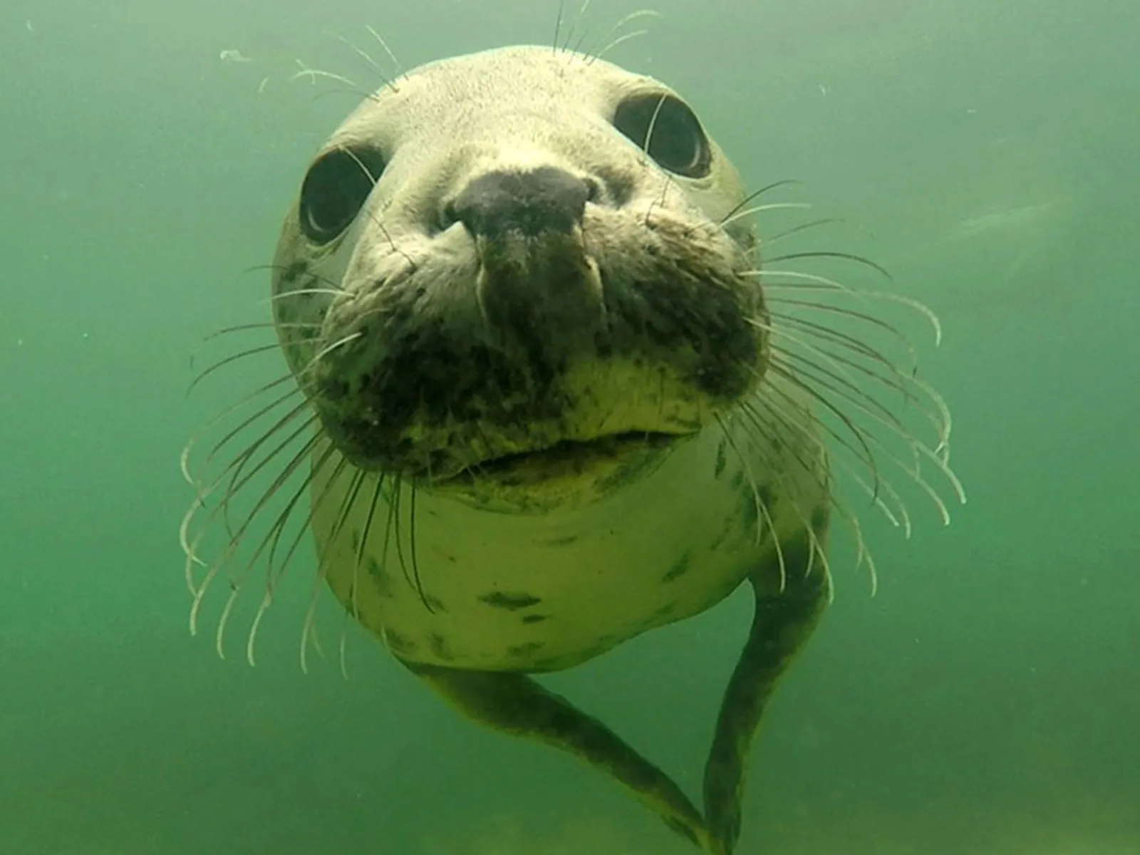 In a First, Scientists Film Wild Grey Seals Clapping to Show Their Strength