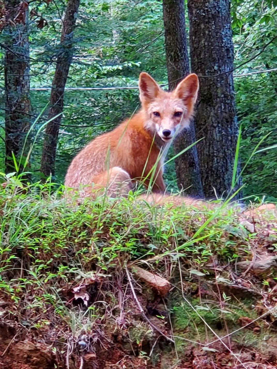 Red Fox | Smithsonian Photo Contest | Smithsonian Magazine