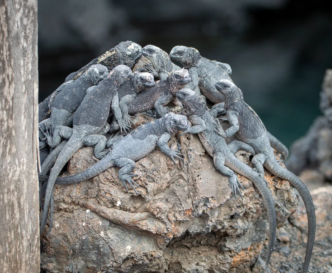 Baby Marine Iguana Nursery | Smithsonian Photo Contest | Smithsonian ...