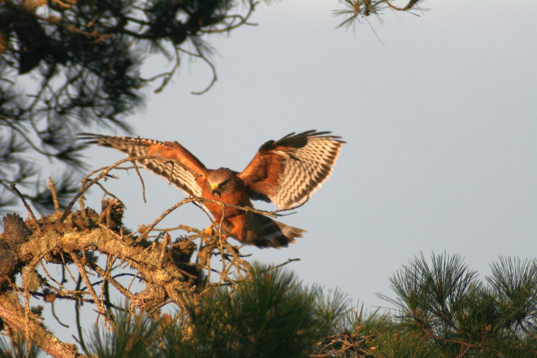 Red-shoulder hawk bite and break | Smithsonian Photo Contest ...