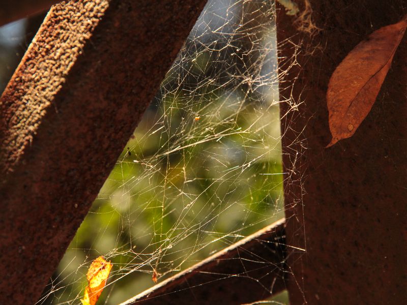 Abandoned Spider Web | Smithsonian Photo Contest | Smithsonian Magazine