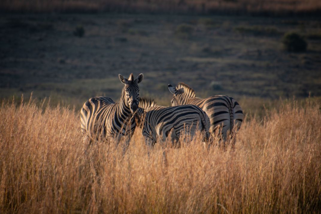 A trio of zebras | Smithsonian Photo Contest | Smithsonian Magazine