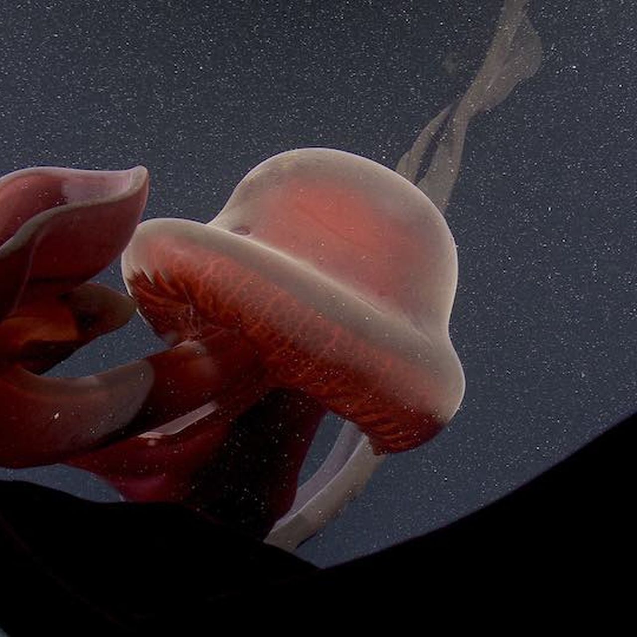 deep ocean jellyfish